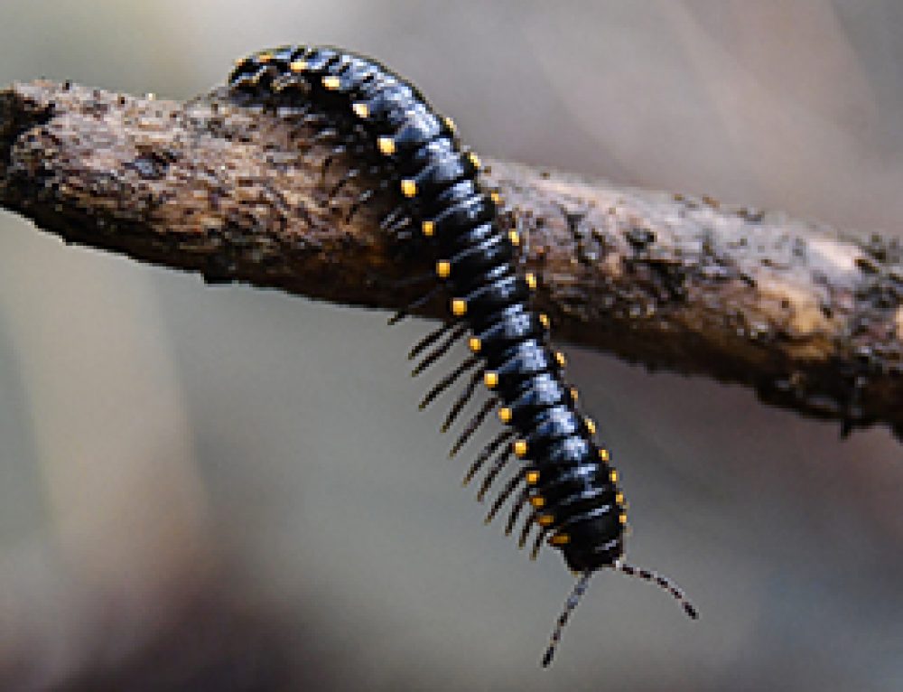 Mosquito prevention can protect you and your family from disease ...