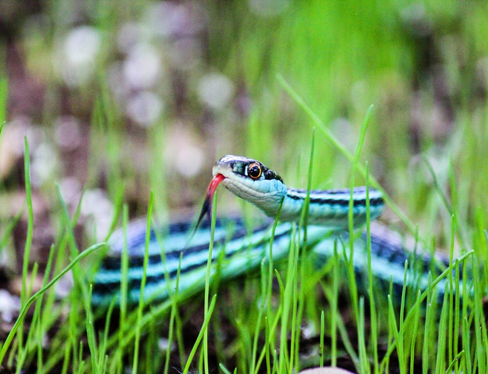 Mosquito prevention can protect you and your family from disease ...